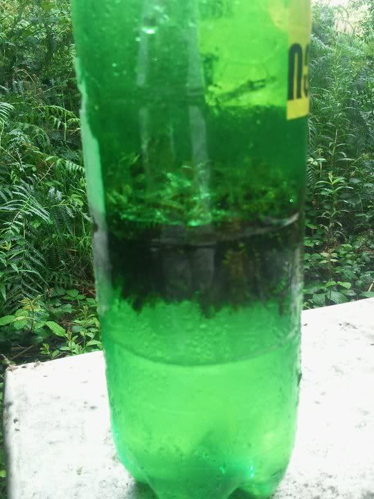 Lucky Yellow-jacket trap | Beesource Beekeeping Forums